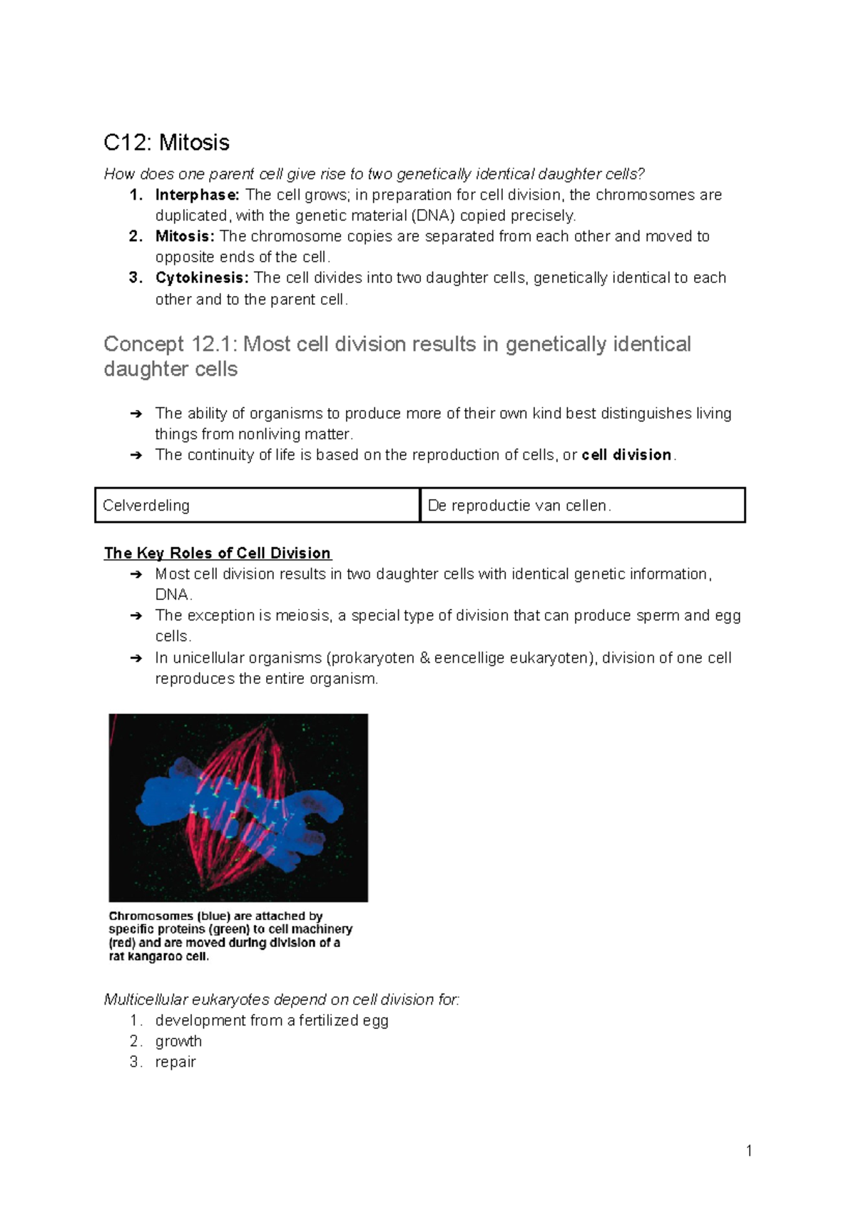C12 Mitosis samenvatting - C12: Mitosis How does one parent cell give ...
