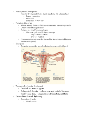Brain Development - Brain Development Critical Period vs. Sensitive ...