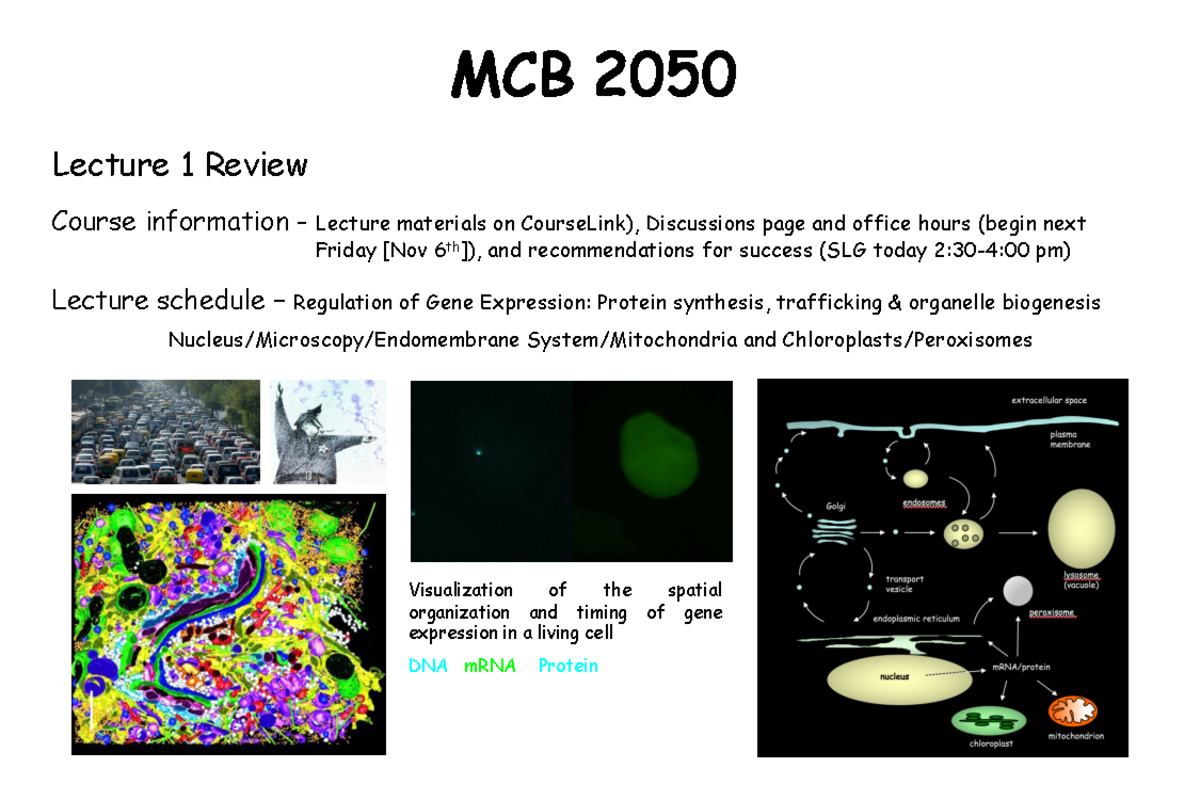 MCB2050 II - Mullen -Lecture 2 - MCB 2 050 Lecture 1 Review Course ...
