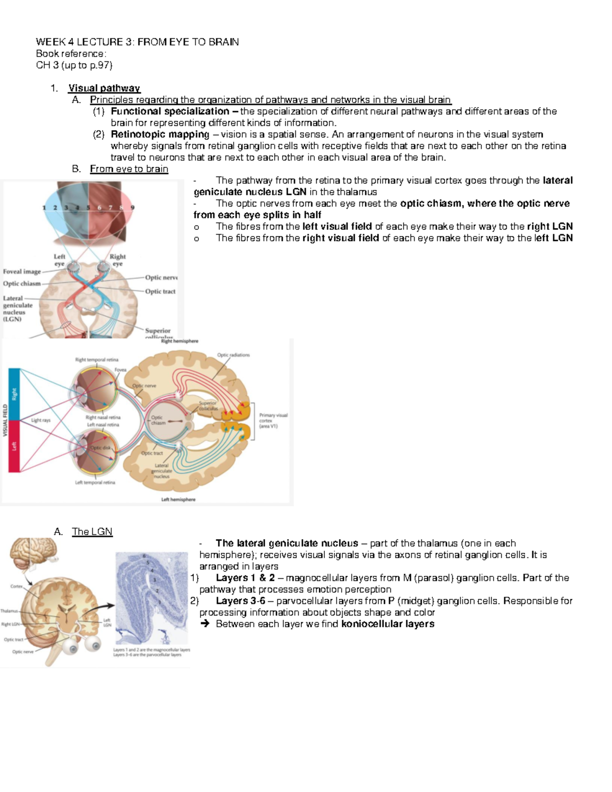PSYC 363 Lecture 3 - WEEK 4 LECTURE 3: FROM EYE TO BRAIN Book reference ...