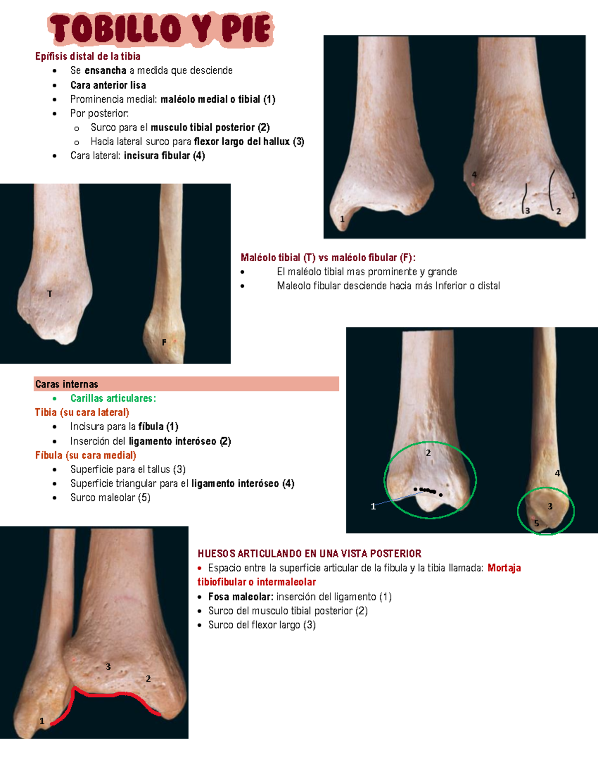 Tobillo Y PIE cami y pipe - Epífisis distal de la tibia - Se ensancha a ...