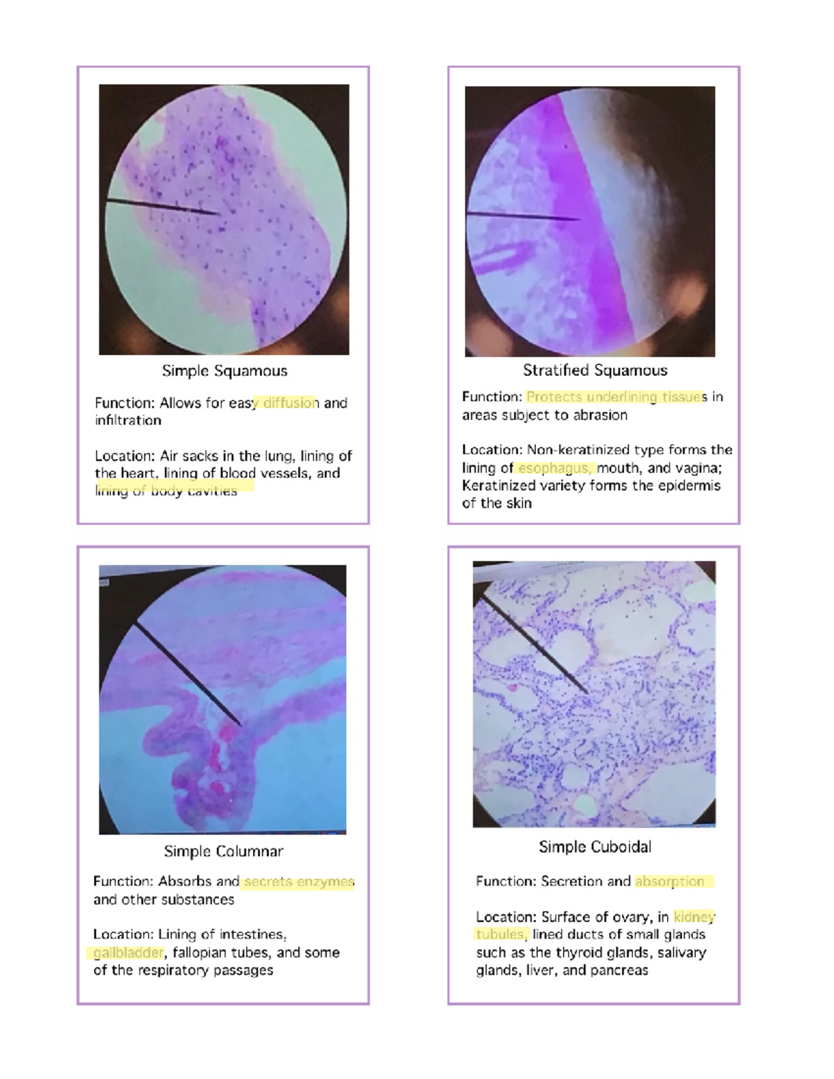 Tissue Study Cards - Studocu