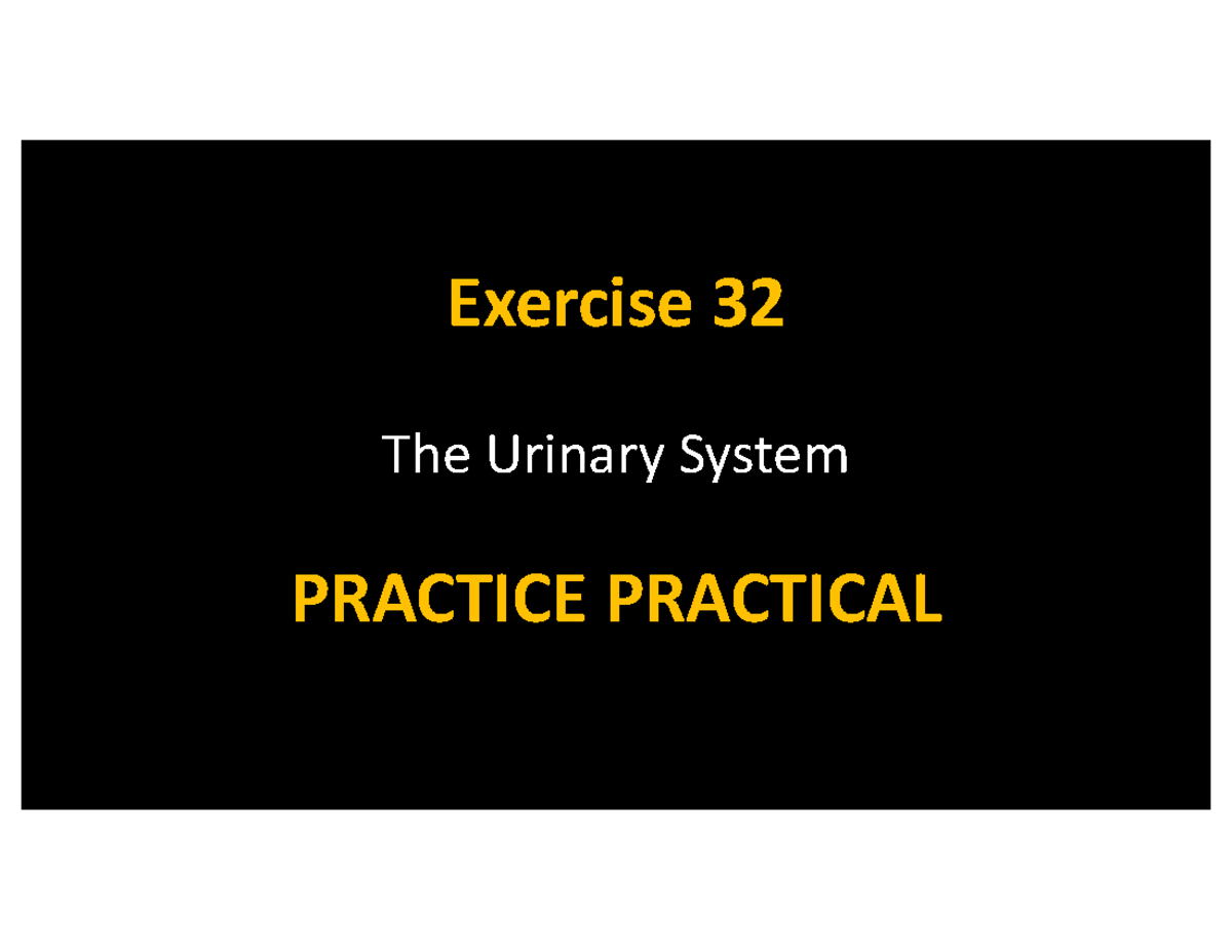 32 Practice Practical - Exercise 32 The Urinary System PRACTICE ...