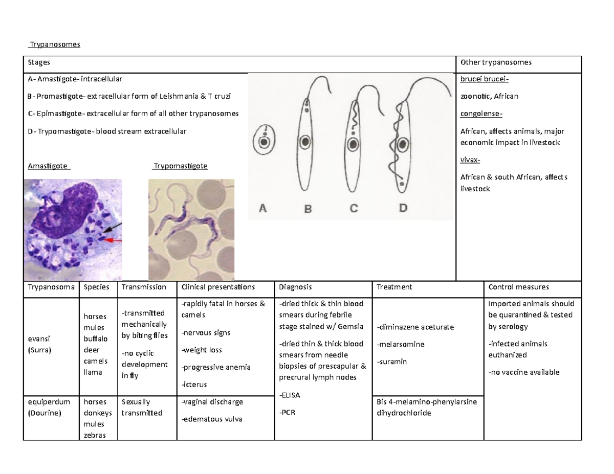 Parasitology Study Guide - Trypanosomes Stages Other trypanosomes A ...
