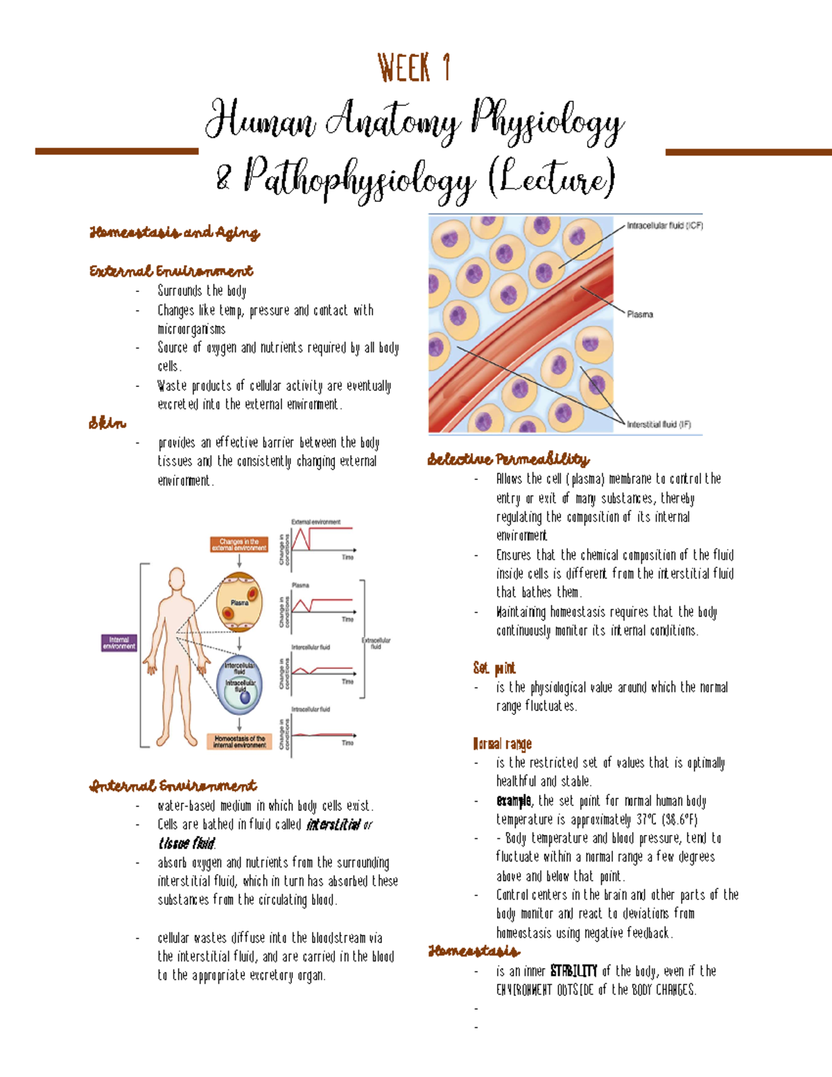 WEEK 1 HAPP Lecture ( Homeostasis) - WEEK 1 Human Anatomy Physiology ...