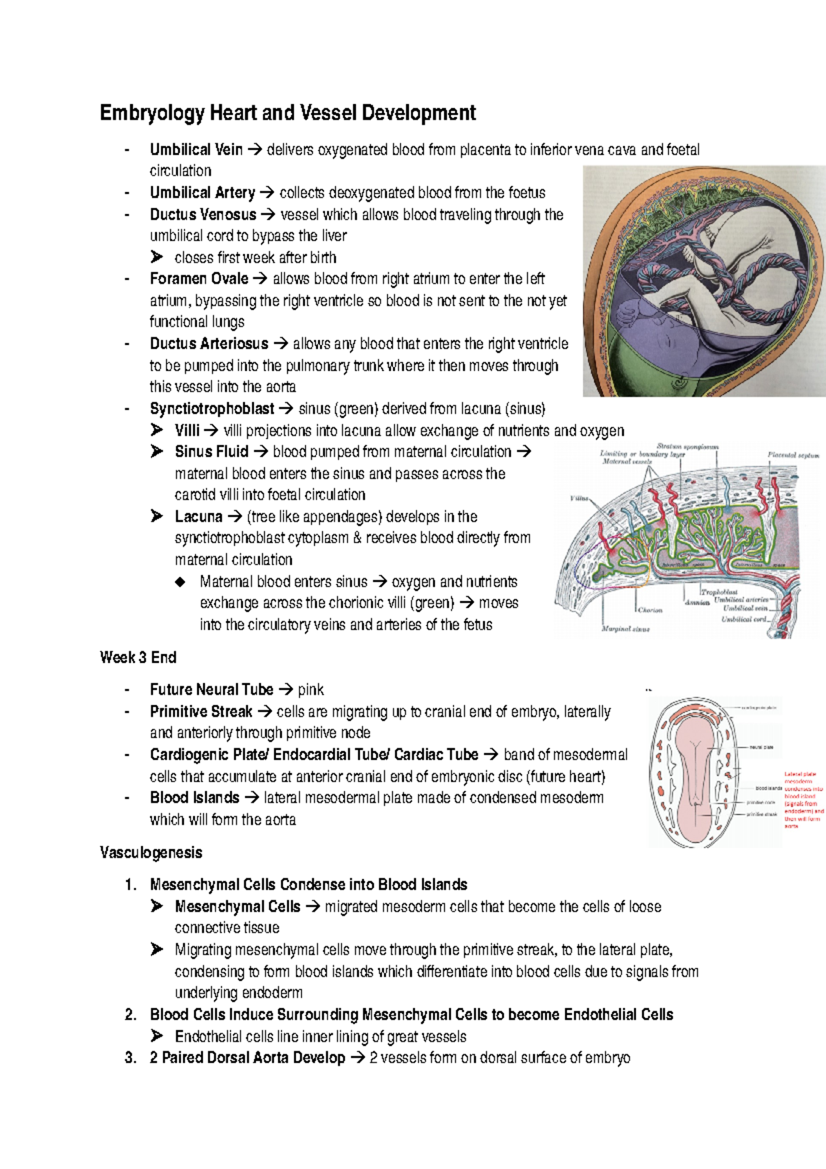 Lecture 6 Heart & Vessel Embryology 2 - Embryology Heart and Vessel ...