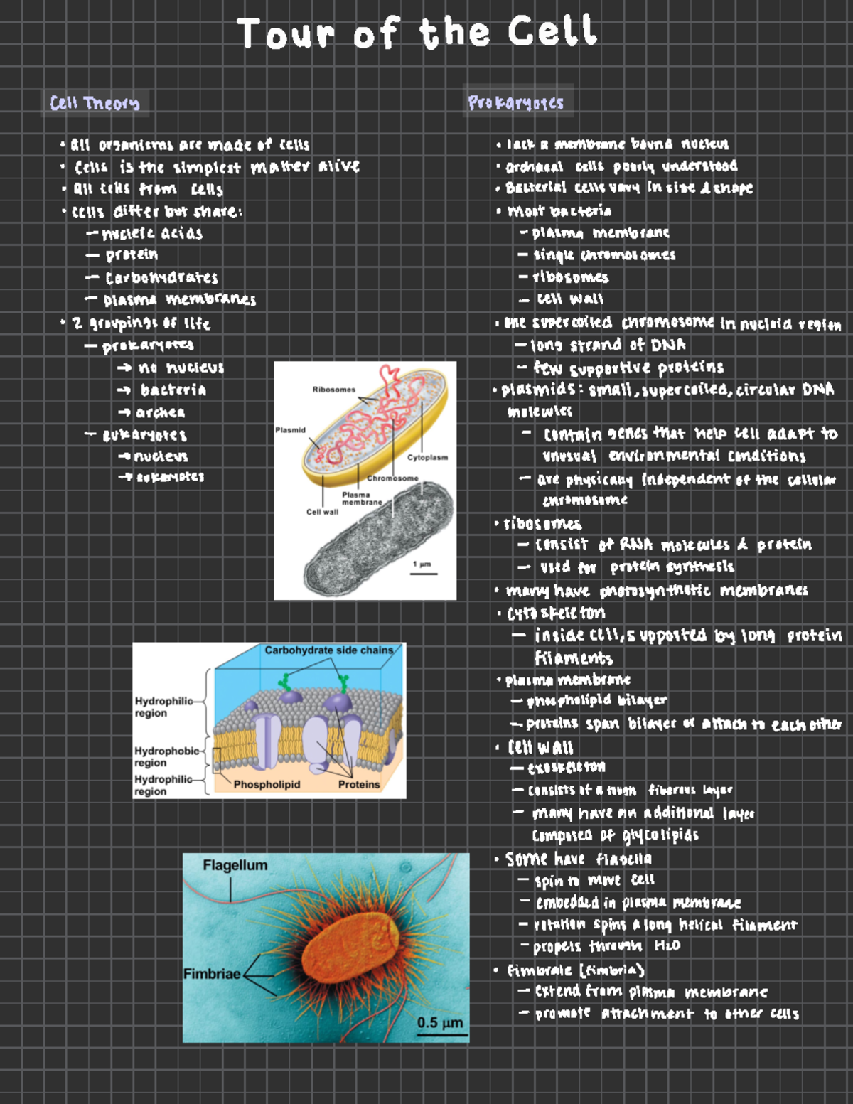 Chapter 4 - cell Theory Prokaryotes ####### · all organisms are made of ...