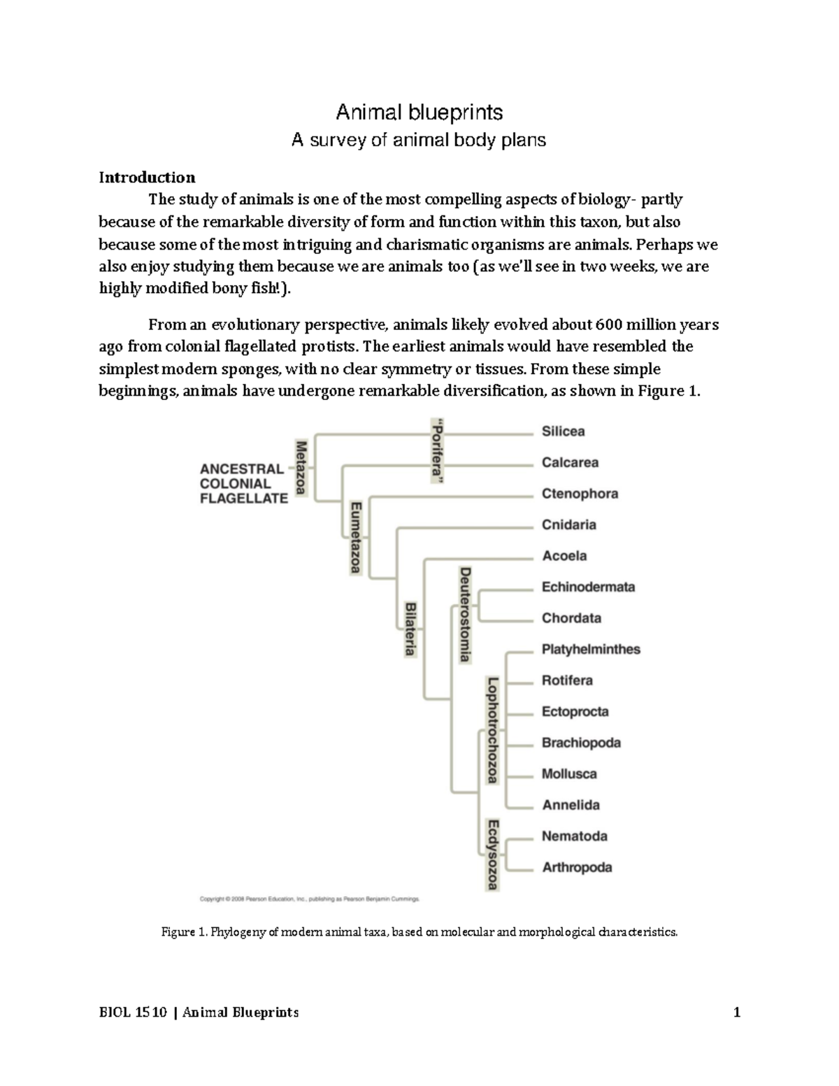 Animal Blueprints Lab Manual - BIOL 1510 - NSU - Studocu