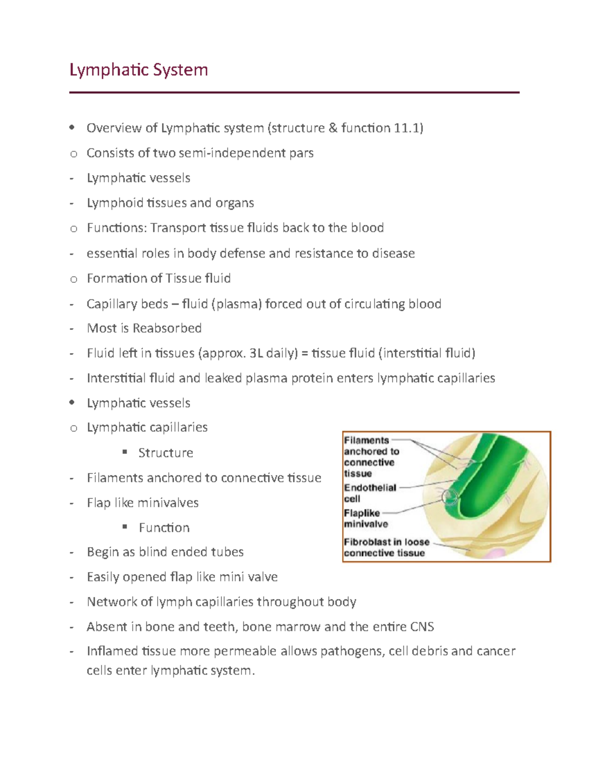 Lymphatic System - 3L daily) = tissue fluid (interstitial fluid ...