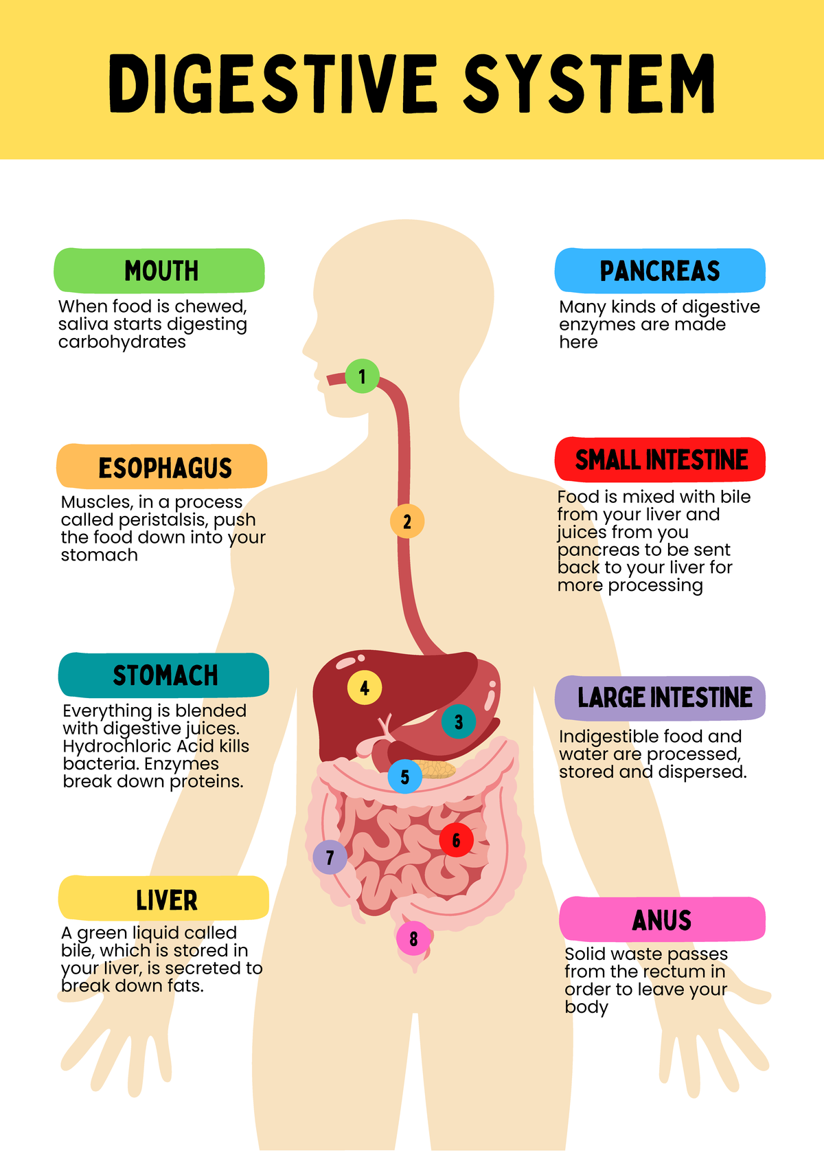 Digestive System Science Poster in Colorful Simple Style - pancreas ...