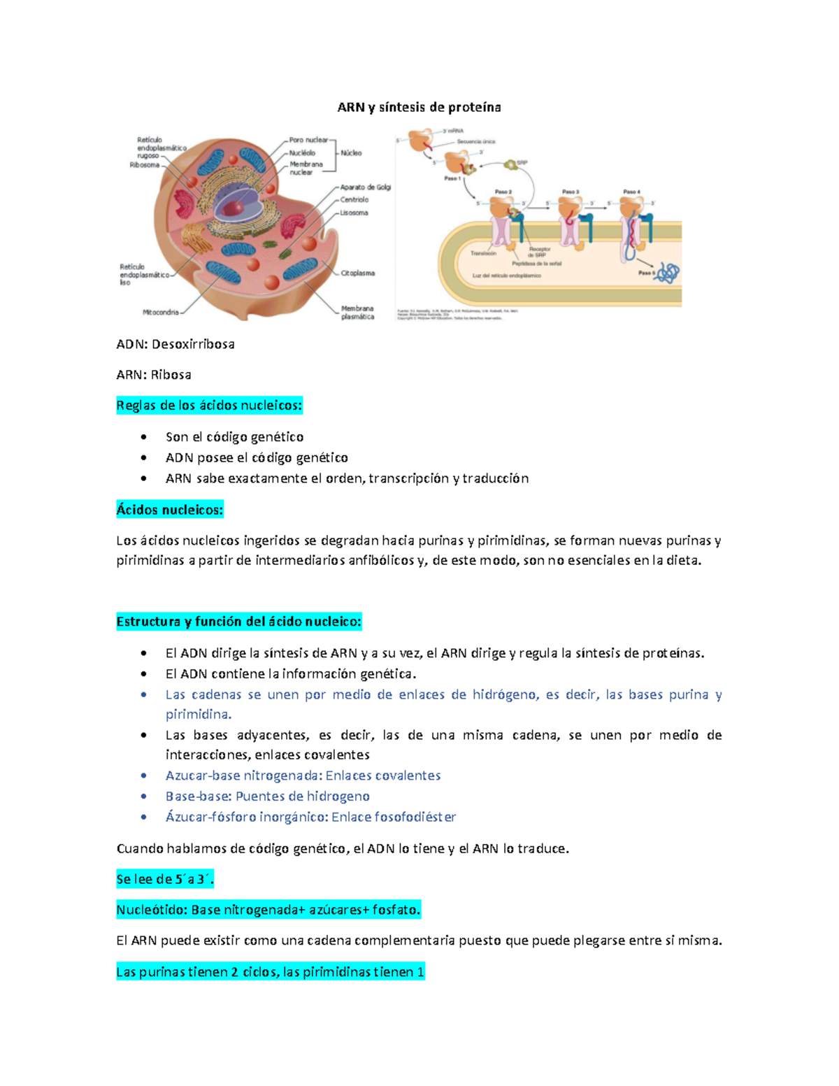 ARN y síntesis de proteína - ARN y síntesis de proteína ADN ...