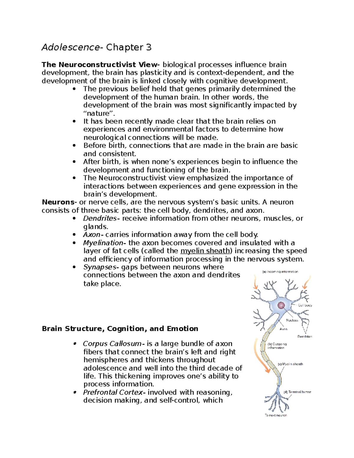 Adolescence- Ch. 3 - Adolescence- Chapter 3 The Neuroconstructivist ...