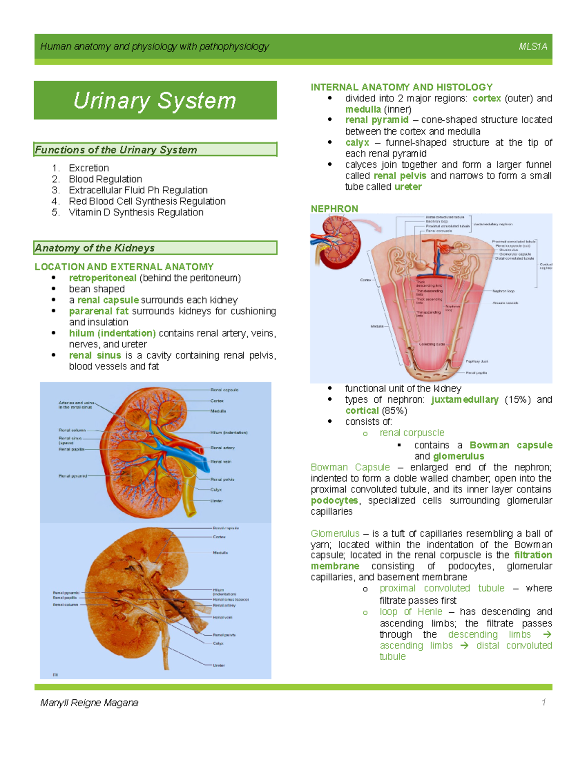 Urinary-System - Anaphy - Urinary System Functions of the Urinary ...