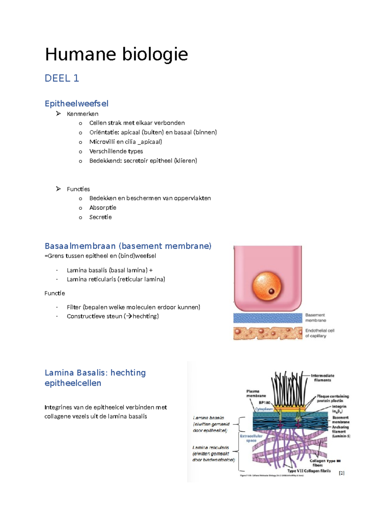 Humane biologie les 1 (30-01) - Humane biologie DEEL 1 Epitheelweefsel ...