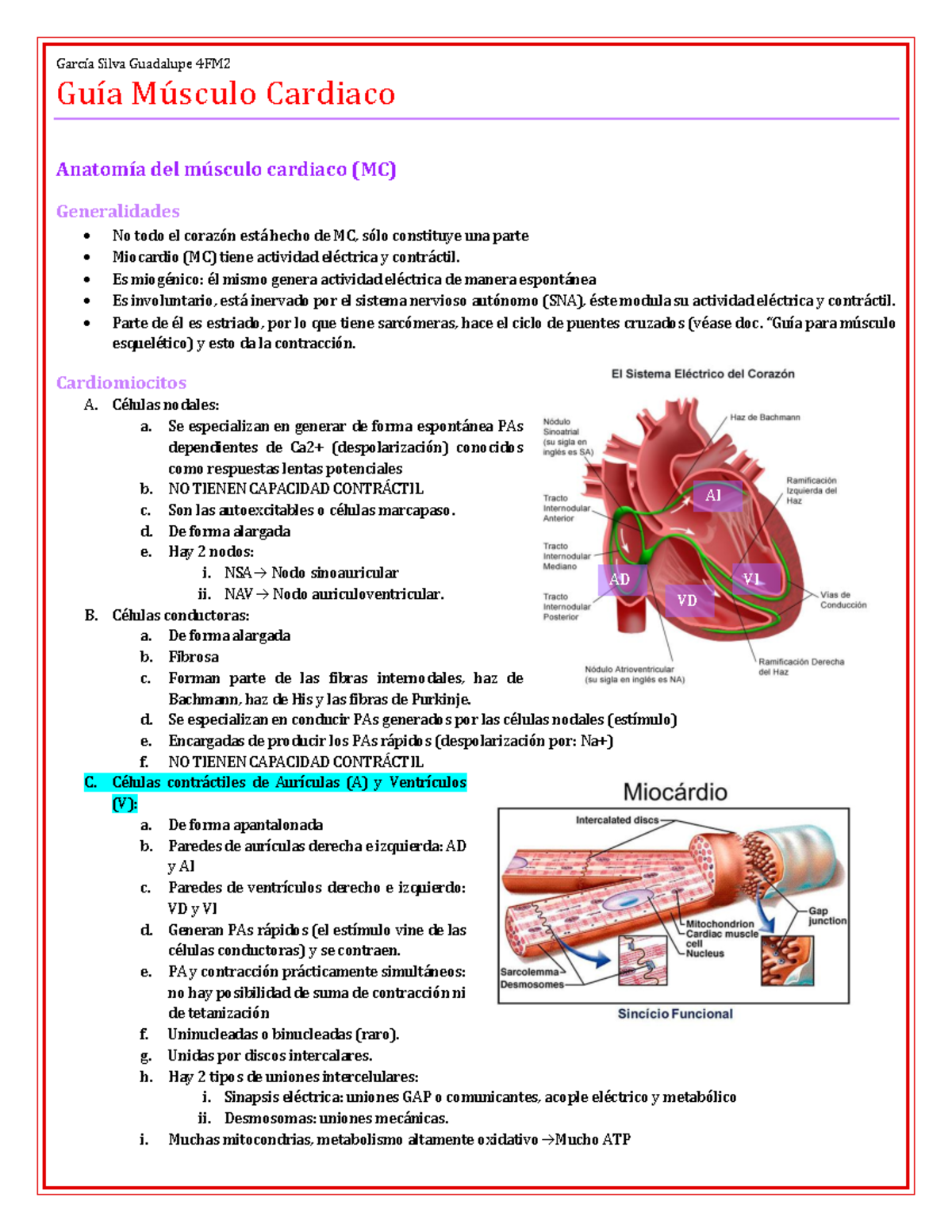 Guía de Músculo Cardiaco - Guía Músculo Cardiaco Anatomía del músculo ...