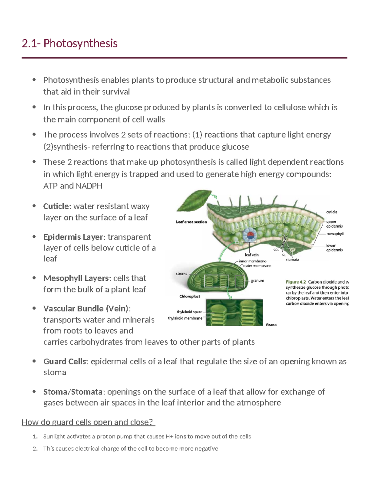 Unit 2.2 Photosynthesis - 2- Photosynthesis Photosynthesis enables ...