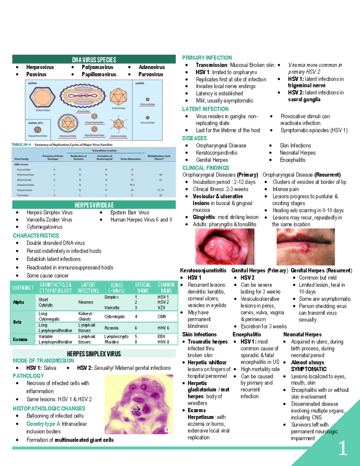 DNA Viruses Notes - DNA Virus Species Herpesvirus Poxvirus Polyomavirus ...