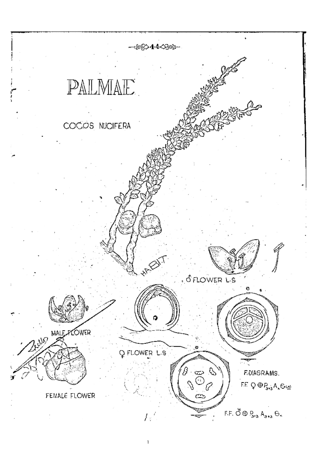 Botany record notes - PALMAE COCOS NUCIFERA MAIT I OFFOWER L MALE ...