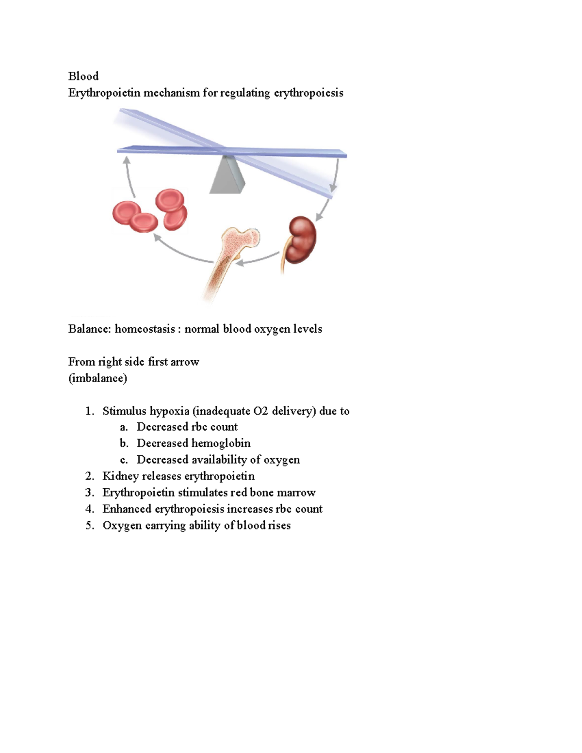 Anatomy 2 - Blood Erythropoietin mechanism for regulating ...