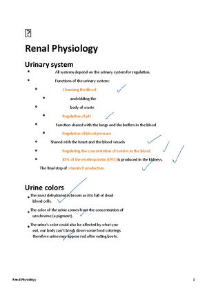 Reproductive anatomy - REPRODUCTIVE ANATOMY Learning objectives: Male ...
