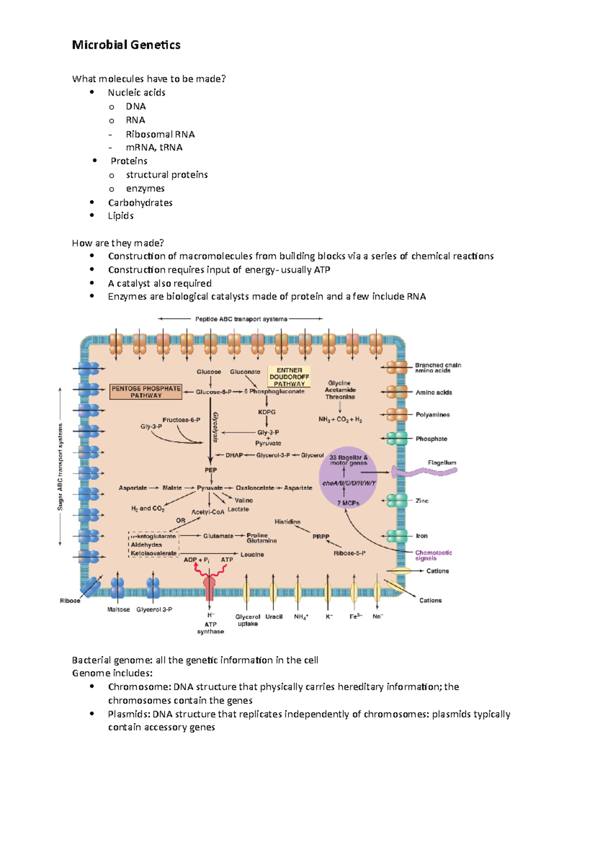 L11-12 Microbial Genetics - Microbial Geneics What molecules have to be ...