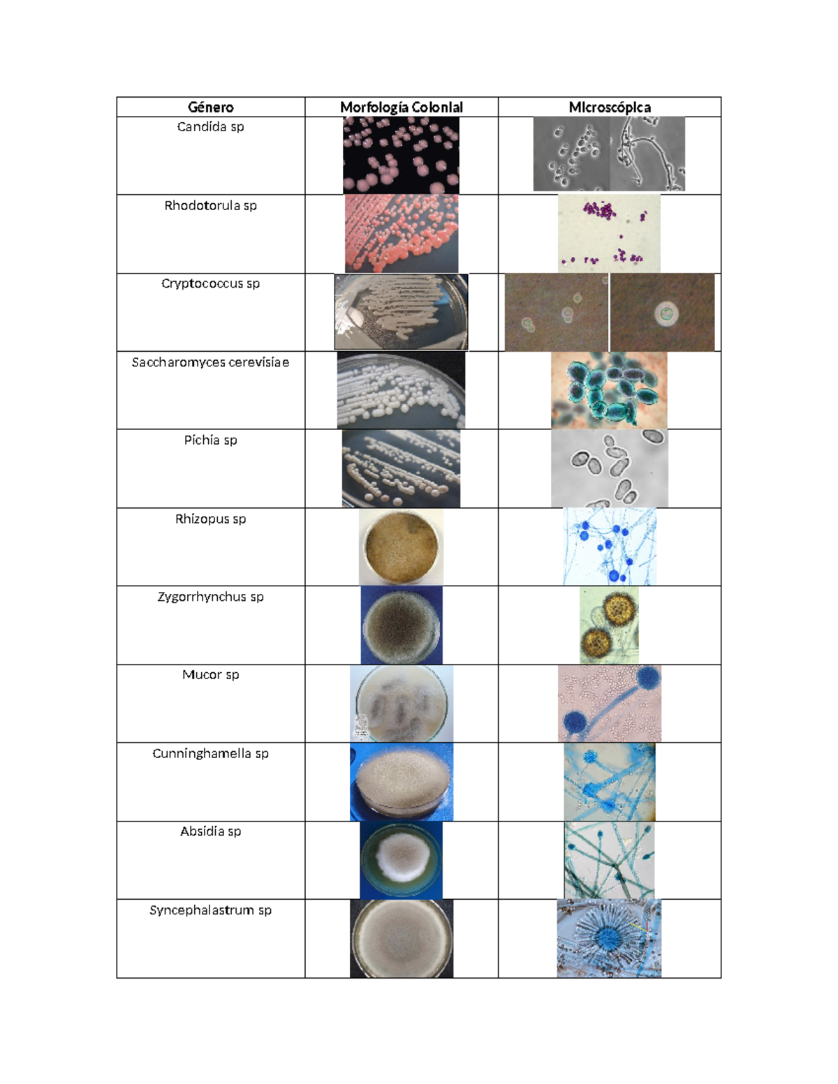 Hongos Manual - Micología medica - Género Morfología Colonial ...