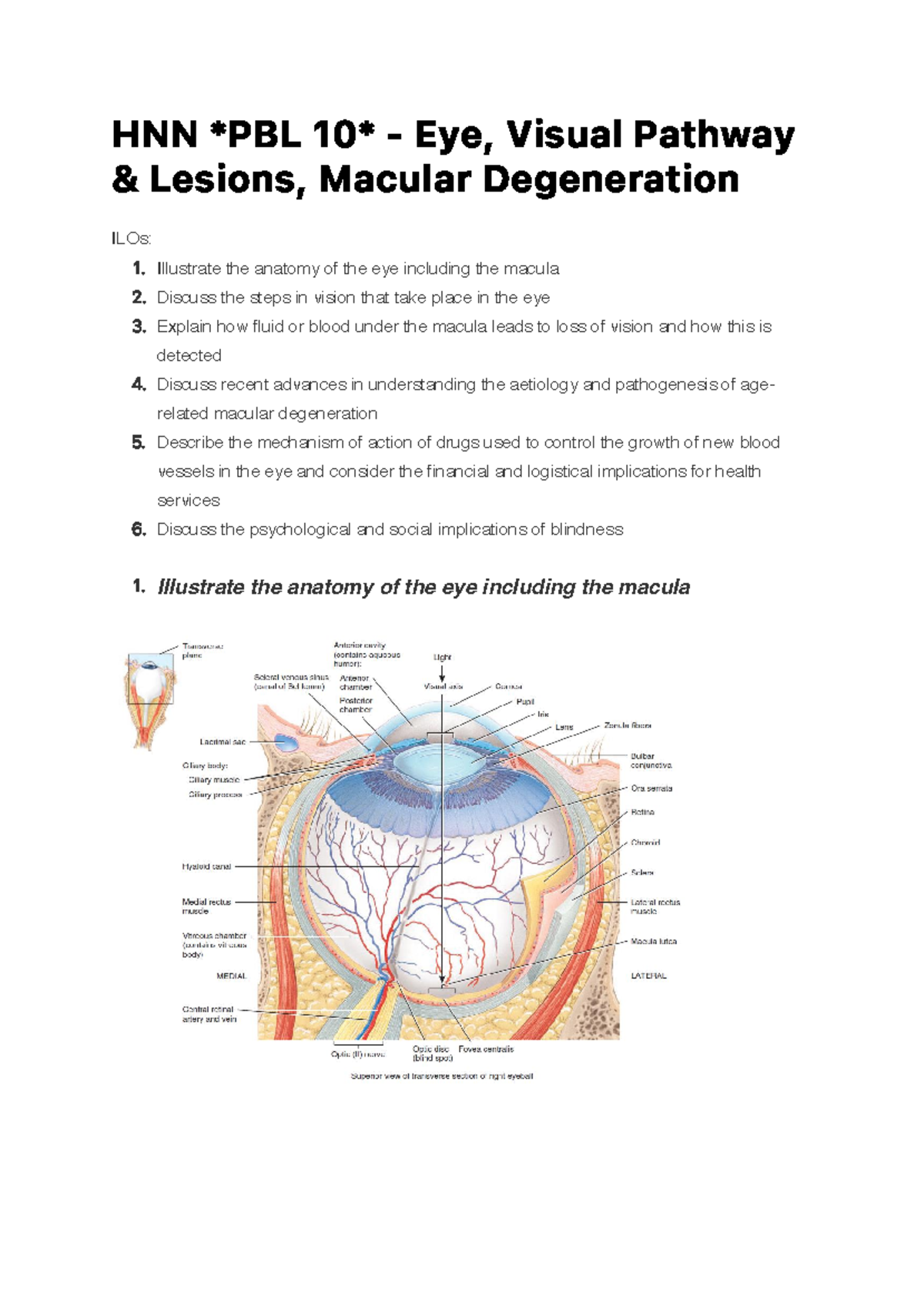 Eye, Visual Pathway and Lesions, Macular Degeneration - H N N * P B L 1 ...