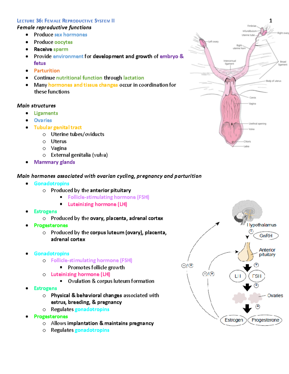 Lecture 36- Female Reproductive System II - Female reproductive ...