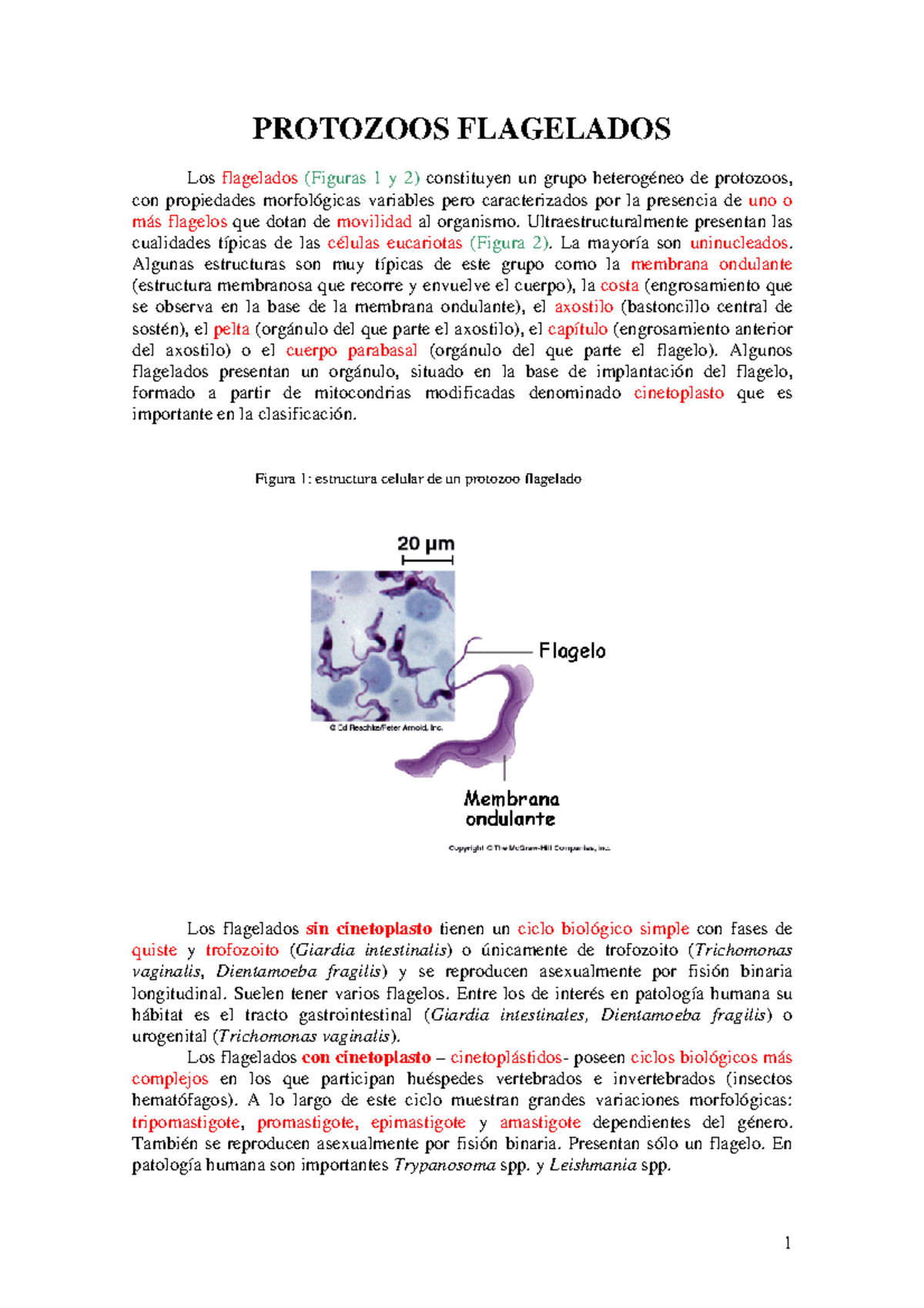 Flagelados - PROTOZOOS FLAGELADOS Los flagelados (Figuras 1 y 2 ...