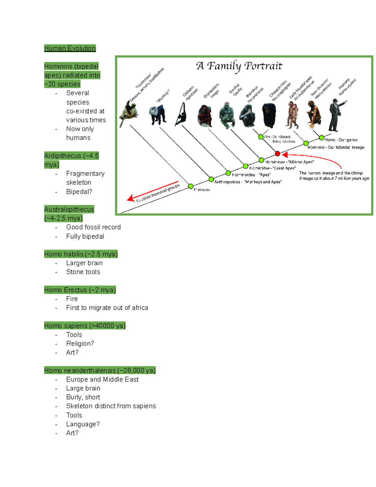 Human Evolution - Human Evolution Hominins (bipedal apes) radiated into ...