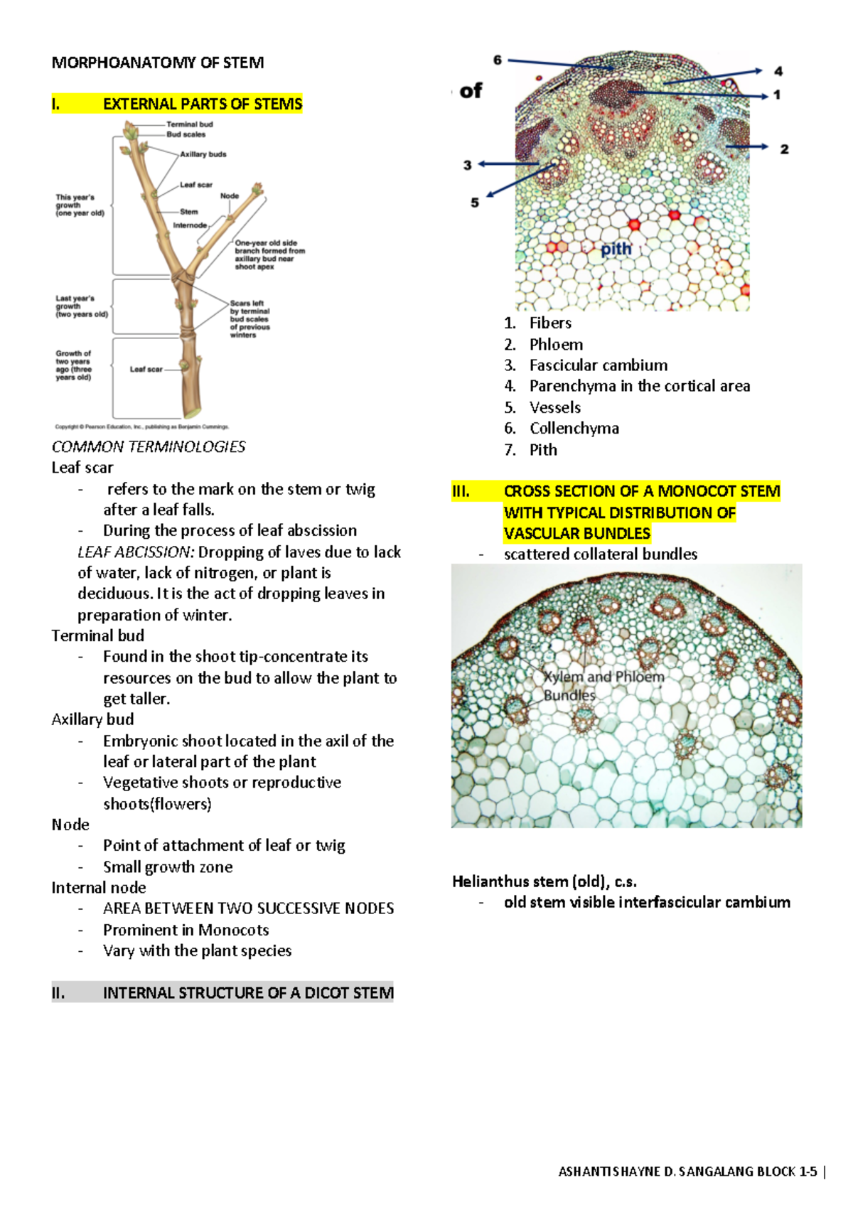 Morphoanatomy OF STEM - Sana makatulong :)) - MORPHOANATOMY OF STEM I ...
