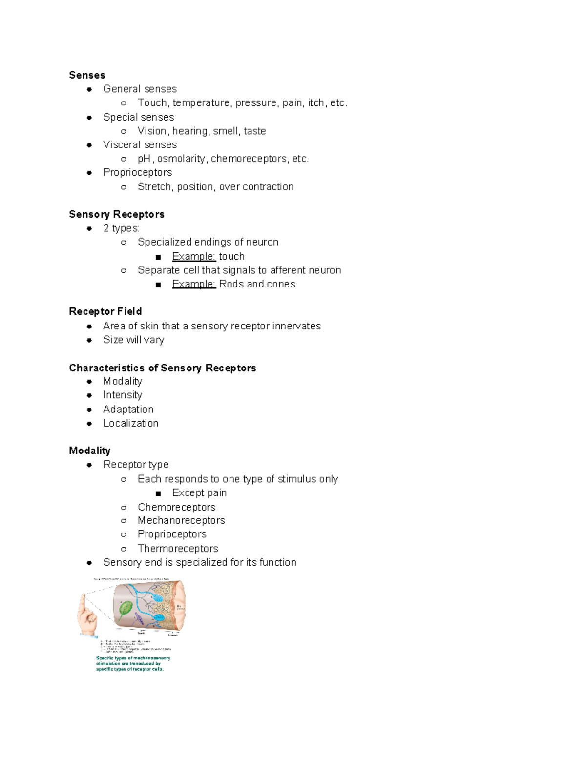Sensory system lecture notes - Senses General senses Touch, temperature ...