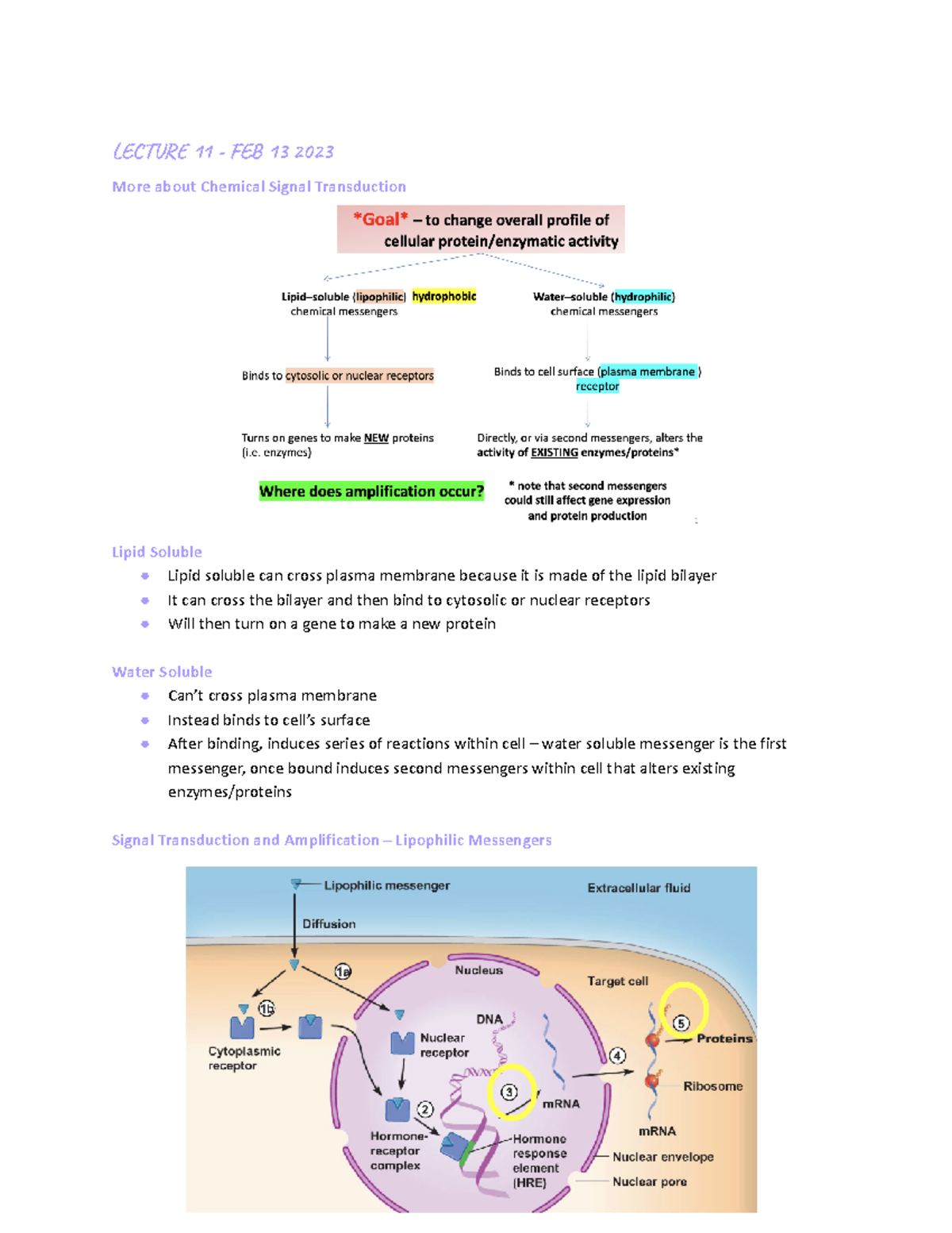 Lecture 11 - FEB 13 2023 - LER 11 - FE 13 2023 More about Chemical Signal Transduction Lipid ...