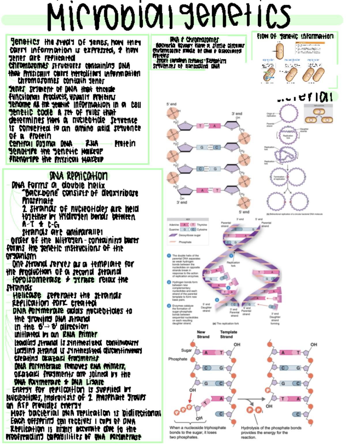 Chapter 8 Notes - Microbial genetics genetics the study Of genes, how ...