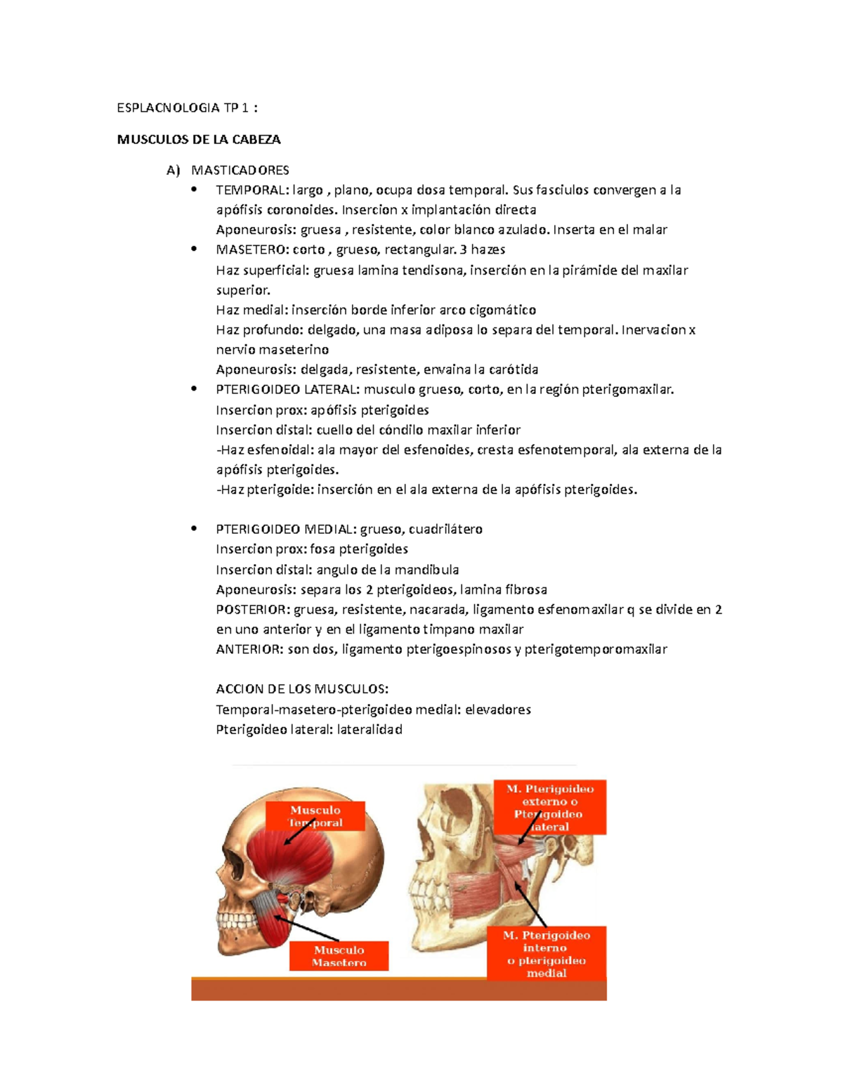 Miologia cuello cara nuca - ESPLACNOLOGIA TP 1 : MUSCULOS DE LA CABEZA ...