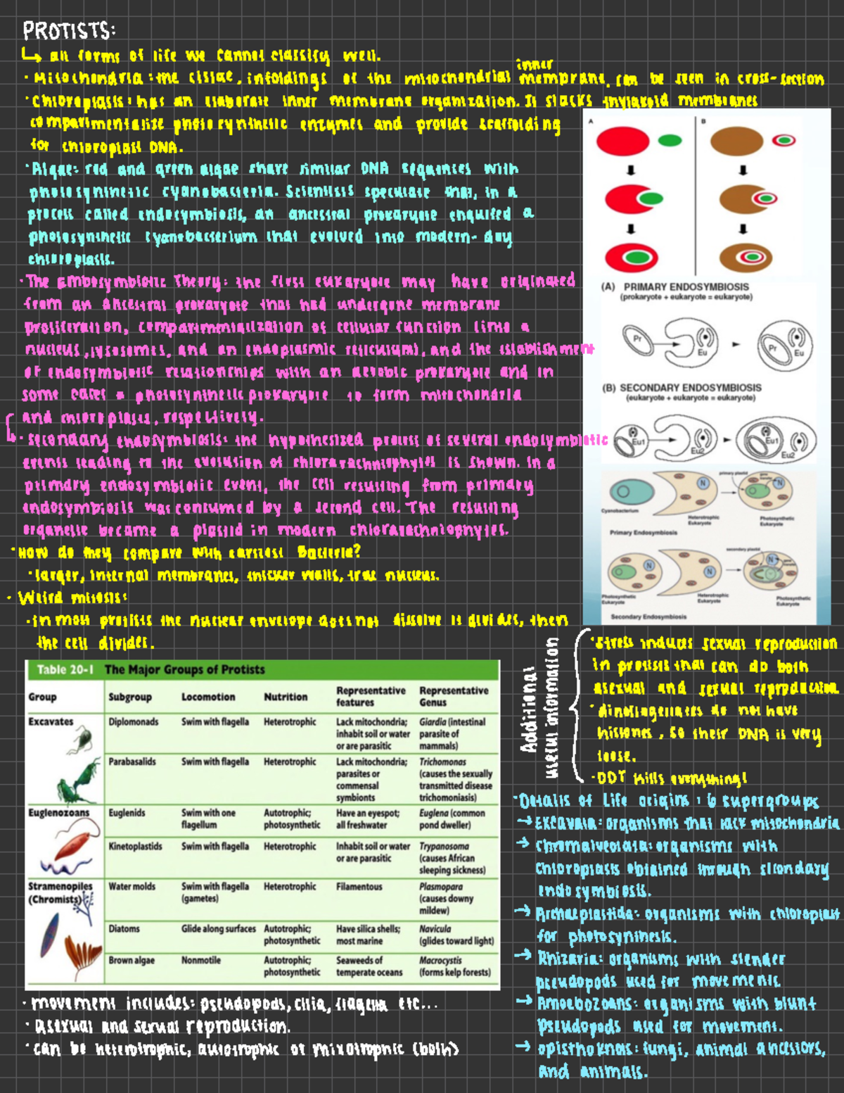 Protists - These notes are lecture notes that go over evolution of ...