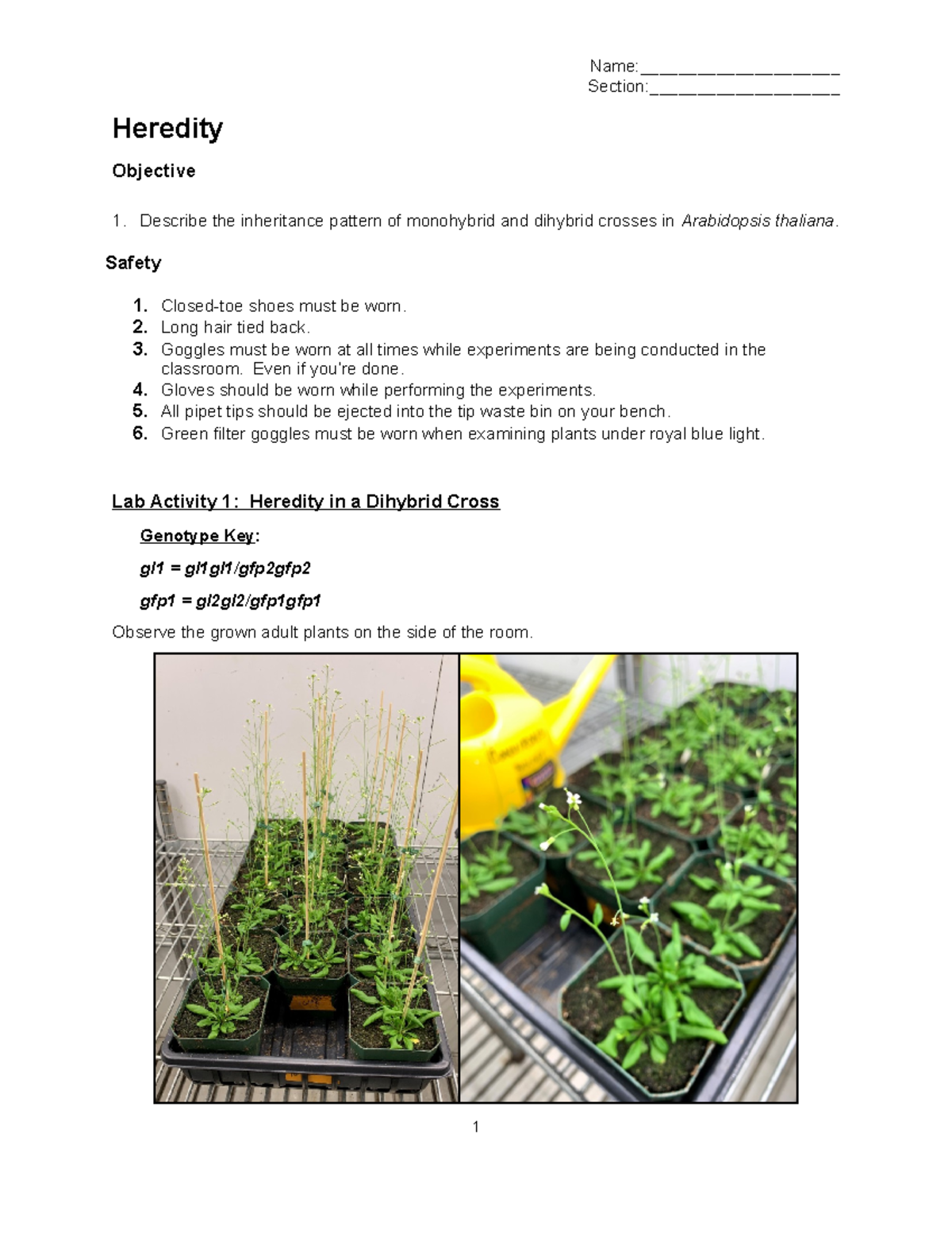 Heredity F22 - Lab - Section:____________________ Heredity Objective ...