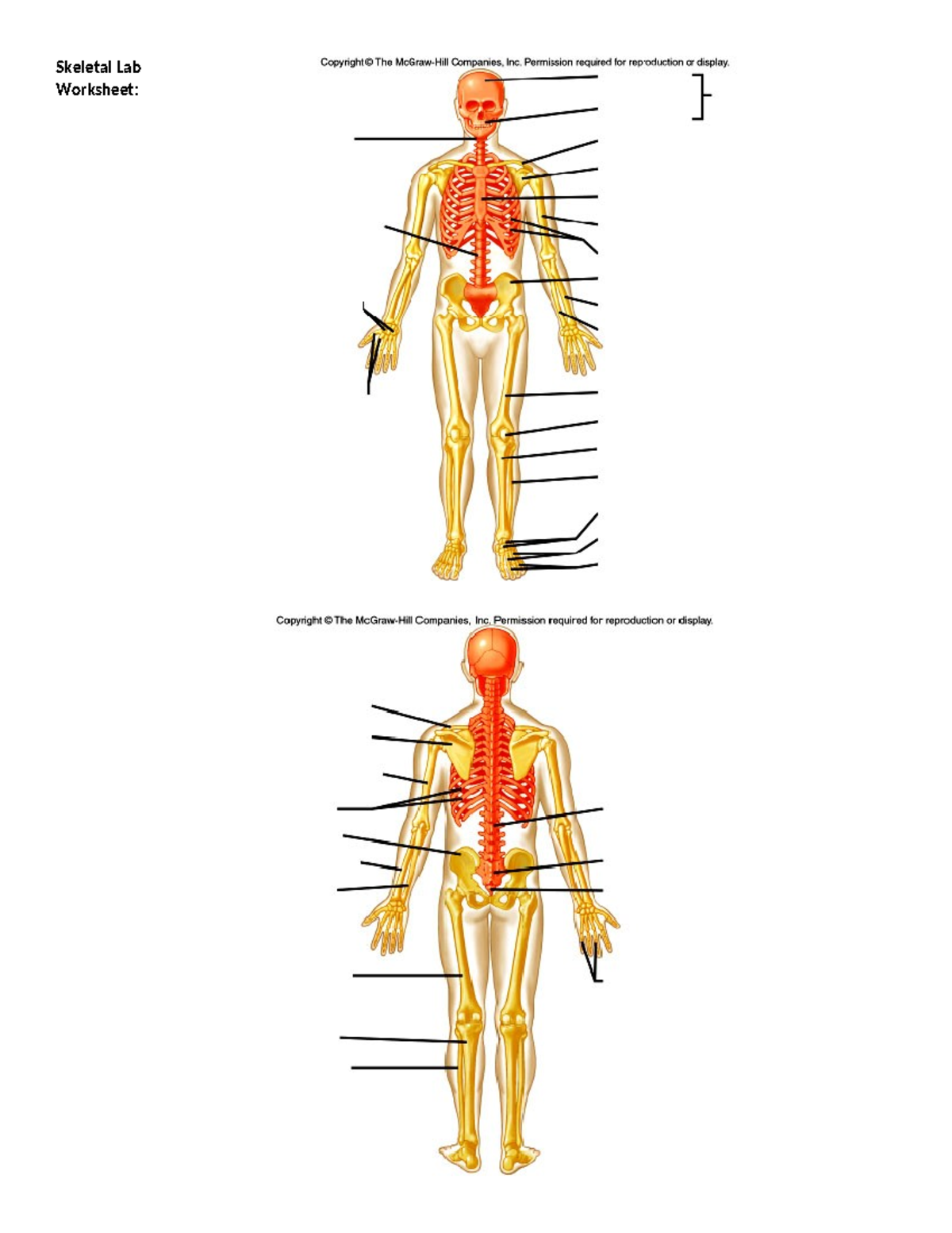 Skeletal Lab Worksheet 1 - Copyright The Companies, Inc. Permission ...