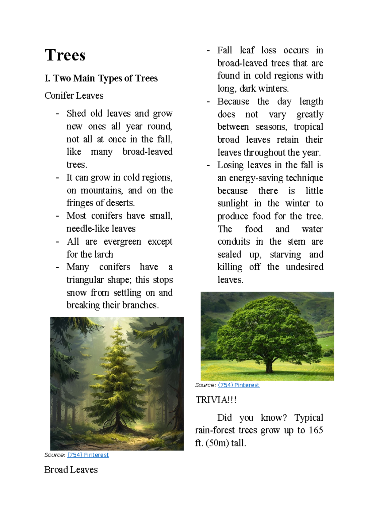 The two Main Groups of Trees - Trees I. Two Main Types of Trees Conifer ...