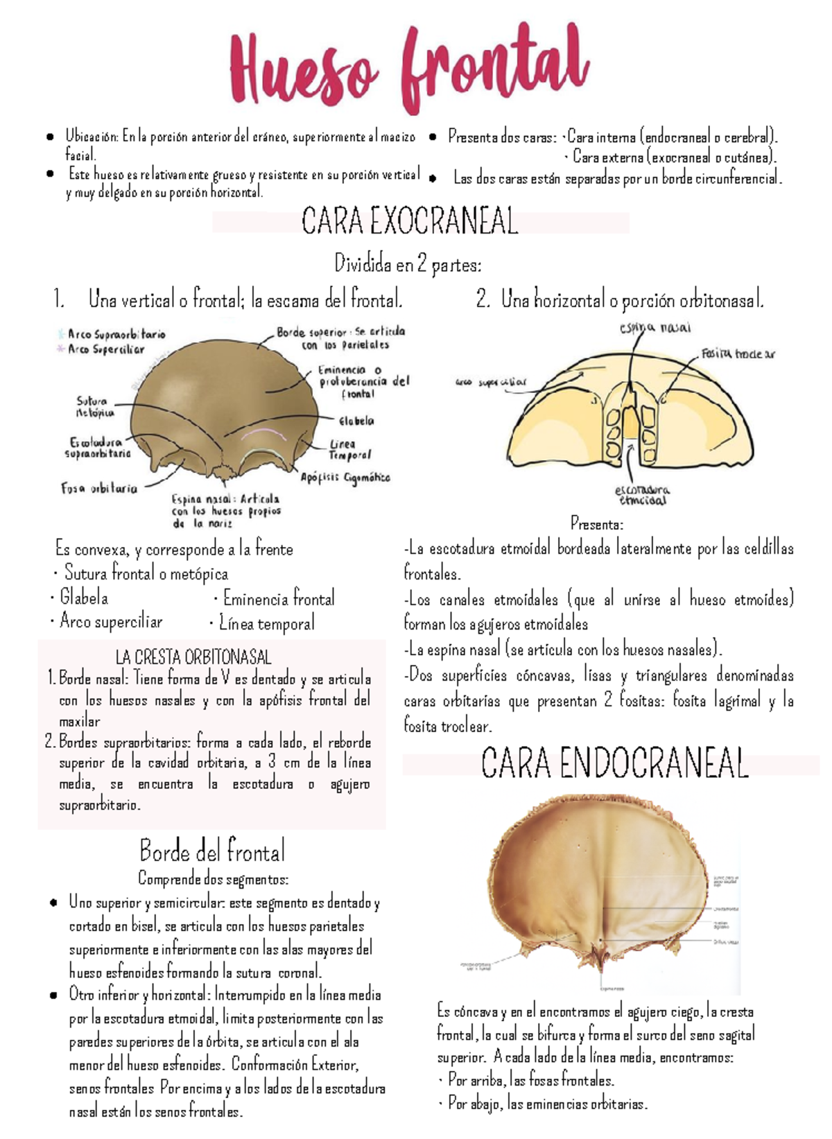 Anatomía - hueso frontal - Es cóncava y en el encontramos el agujero ...