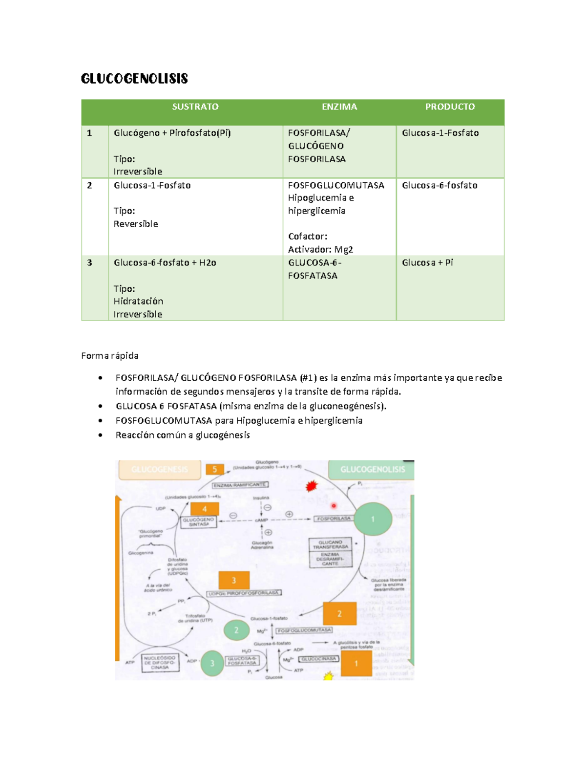 Tablas Glucogenolisis Y Glocogenesis - GLUCOGENOLISIS Forma rápida ...
