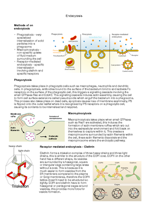 2.3. Sexual reproduction in humans QP - WJEC (Eduqas) Biology A-level ...