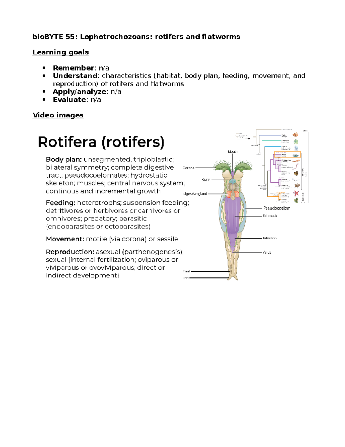1802.Notes guide.bio BYTE 55 - bioBYTE 55: Lophotrochozoans: rotifers ...
