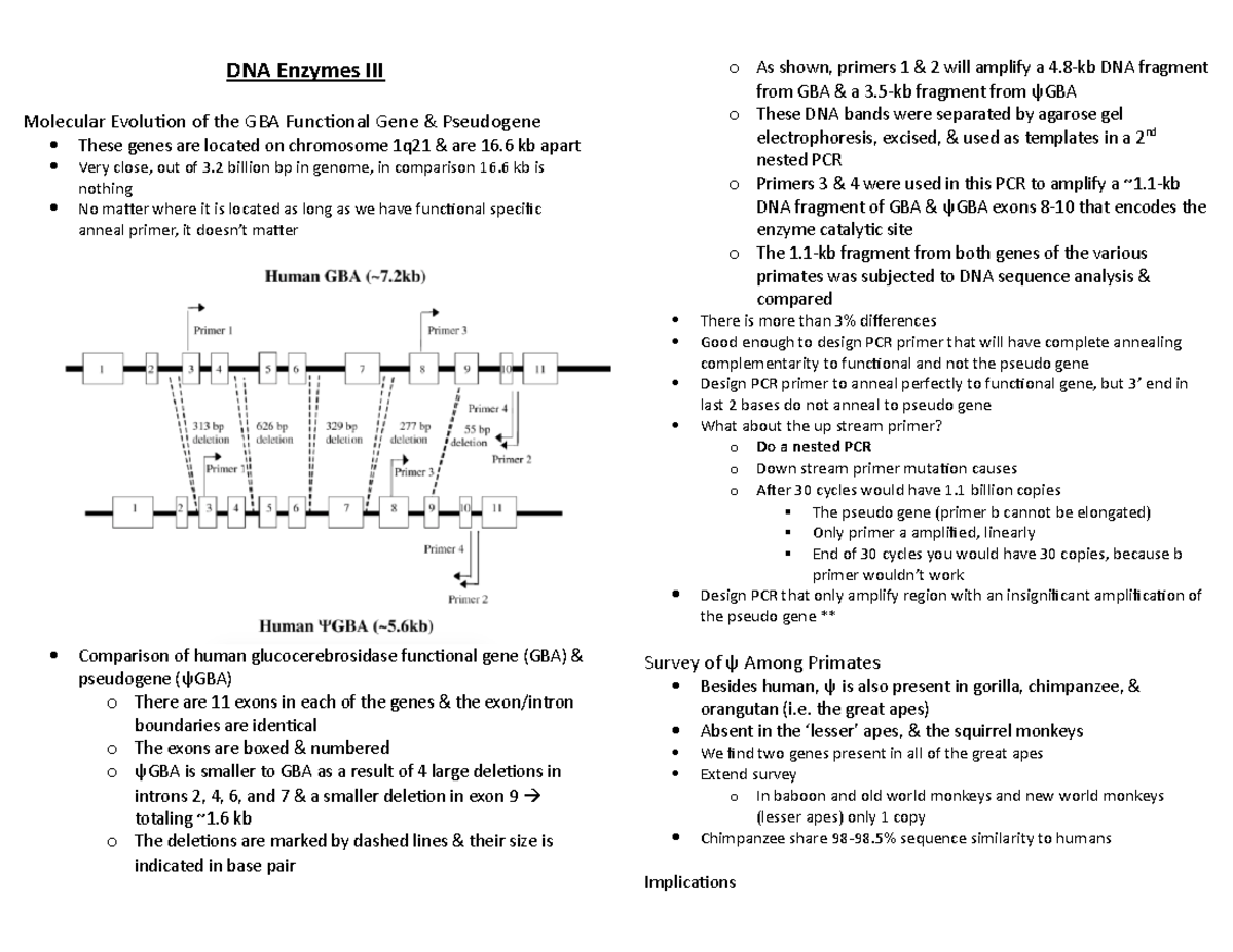 DNA Enzymes III (GBA Functional Gene & Pseudogene, Protection by ...