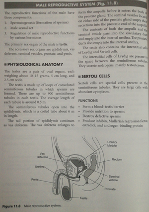 Mulligan MWM - Informative - Brain Mulligan MWMS NAGS SNAGS Brain ...