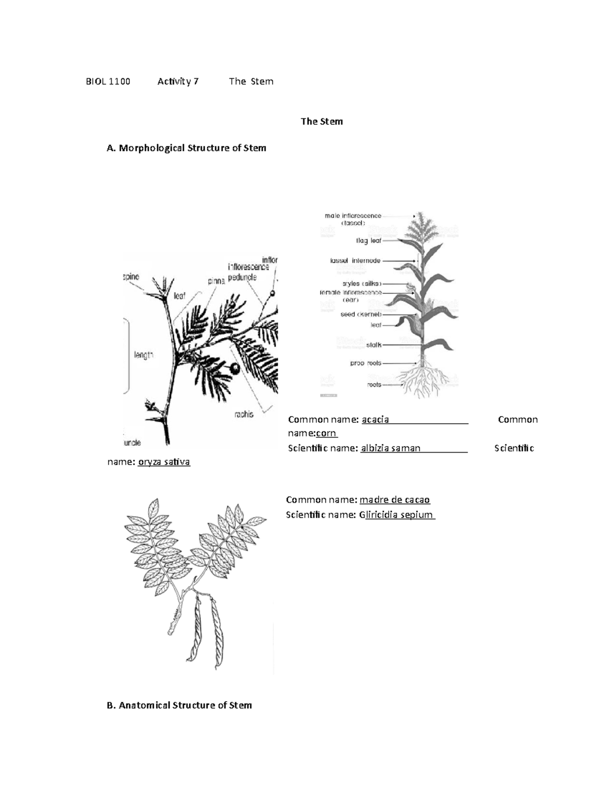 Act 7 The Stem- Laboratory Report - Copy - The Stem A Structure of Stem ...