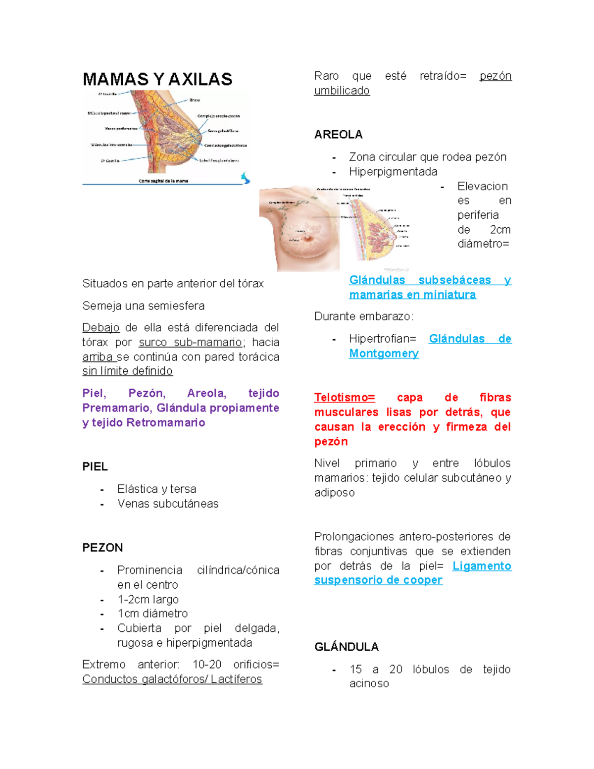 Mamas Y Axilas Resumen - MAMAS Y AXILAS Situados en parte anterior del ...
