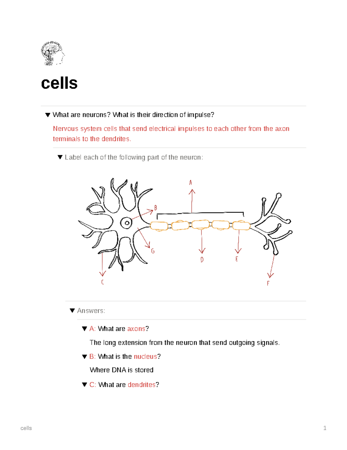 Cells - Question based notes - cells What are neurons? What is their ...