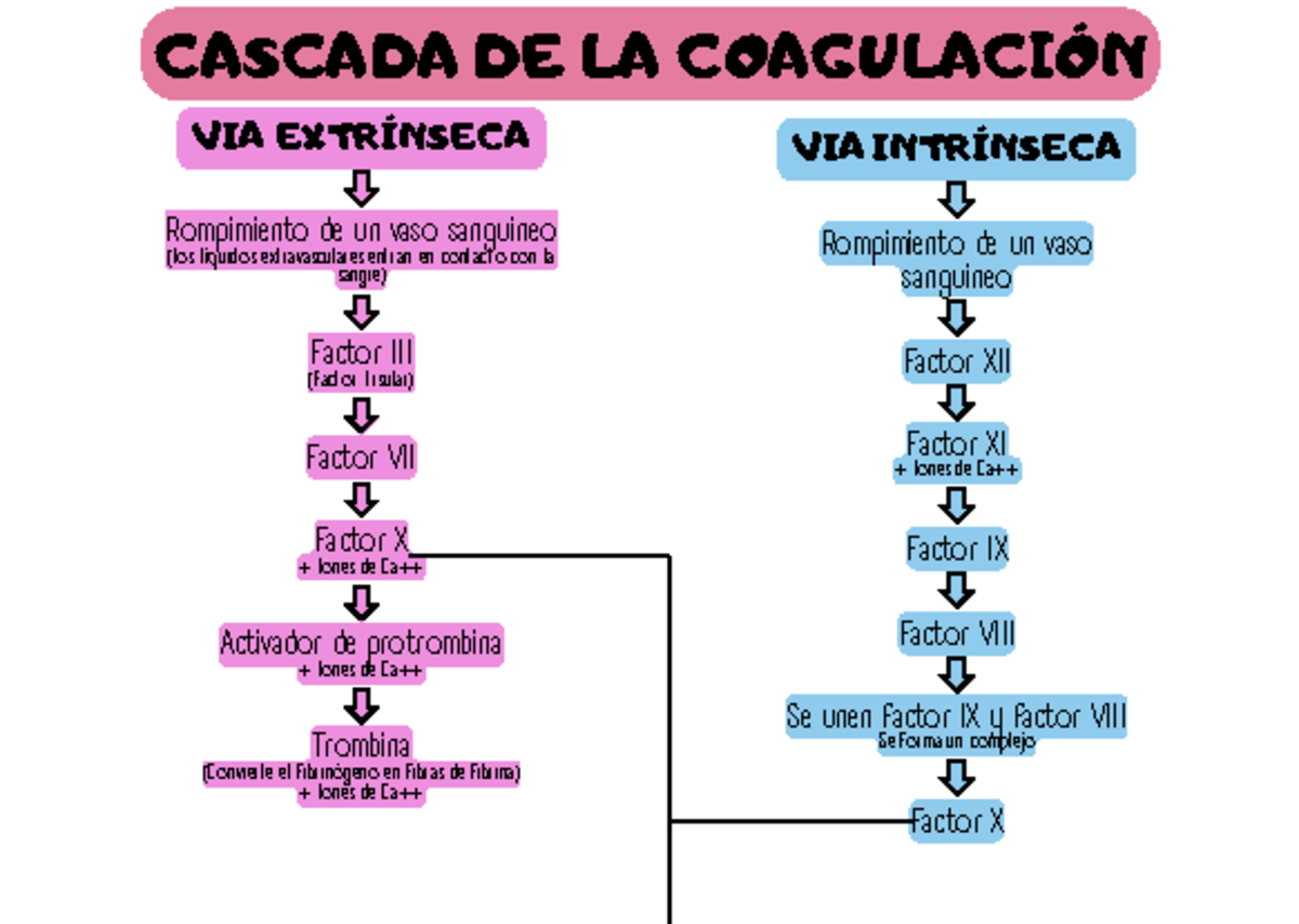 Cascada DE LA Coagulación - CASCADA DE LA COAGULACIÓN VIA INTRÍNSECA ...