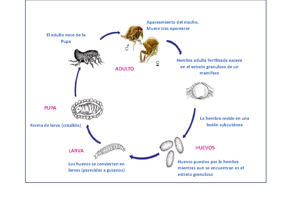 Ciclo Tunga - Parasitología - Apareamiento del macho. Muere tras ...